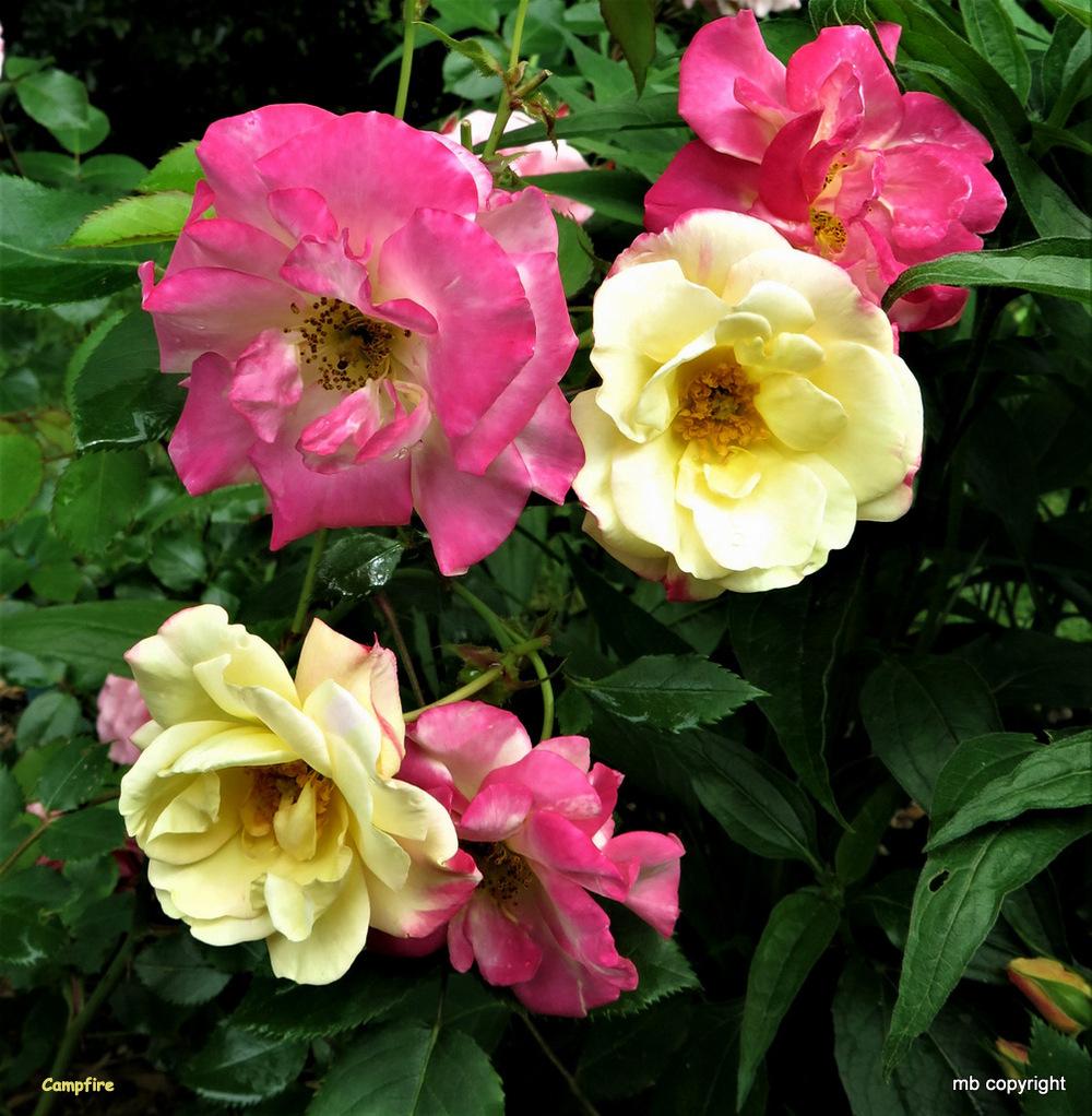 Photo of the bloom of Rose (Rosa 'Campfire') posted by MargieNY ...