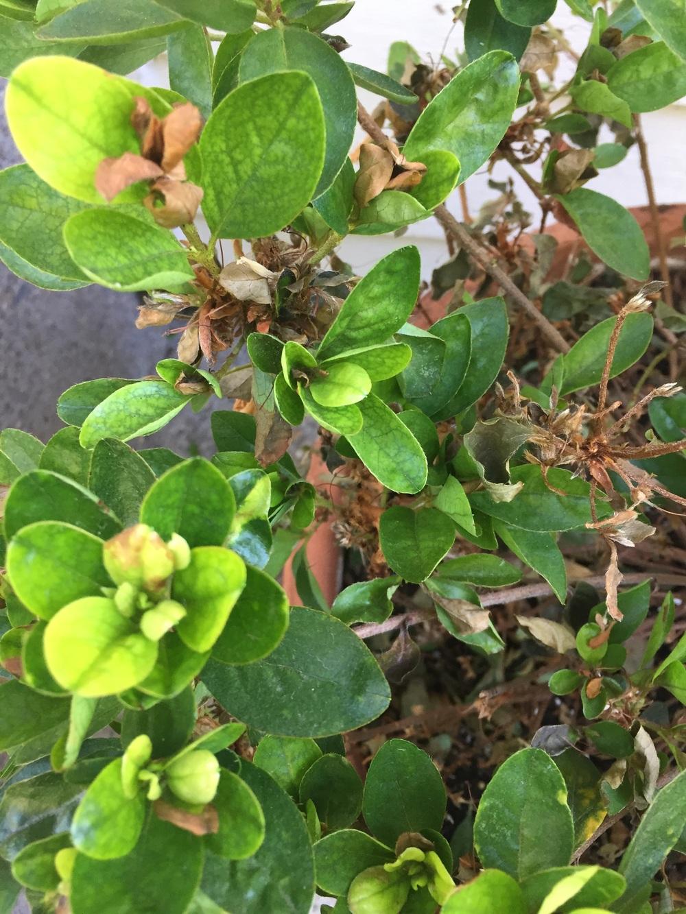 Are my Azaleas dying? in the Ask a Question forum - Garden.org