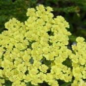 Photo of the bloom of Yarrow (Achillea 'Moonshine') posted by Paul2032 ...