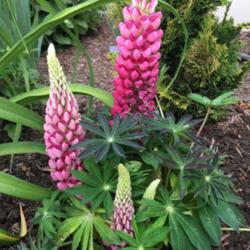 Photo of the bloom of Dwarf Lupine (Lupinus 'Gallery Red') posted by ...