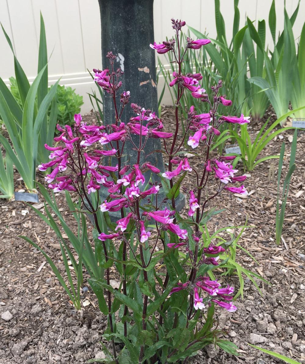 Beardtongue (Penstemon 'Prairie Twilight') in the Penstemons Database ...