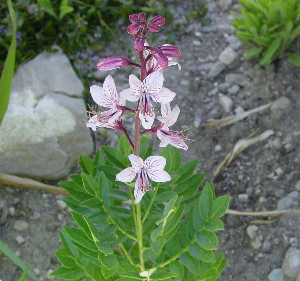 Photo of the bloom of Gas Plant (Dictamnus albus) posted by ...