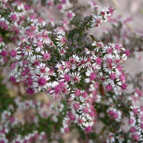Aster (Symphyotrichum lateriflorum 'Prince') in the Asters Database ...