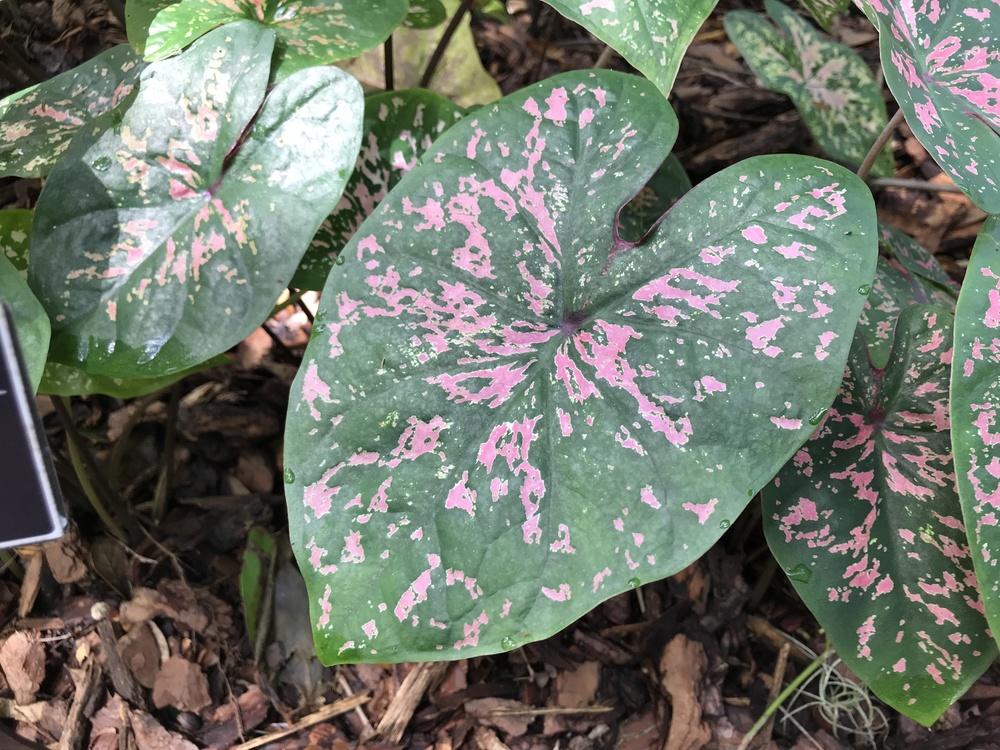 Fancy-leaf Caladium (Caladium 'Florida Elise') in the Caladiums ...
