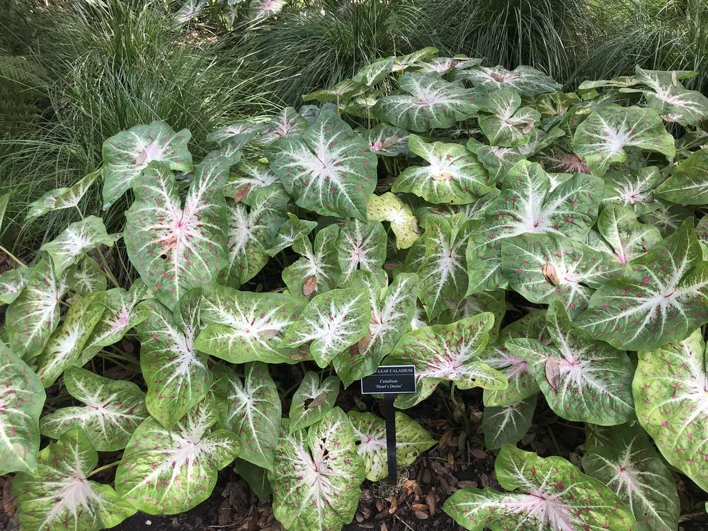 Fancy-leaf Caladium (Caladium 'Hearts Desire') in the Caladiums ...