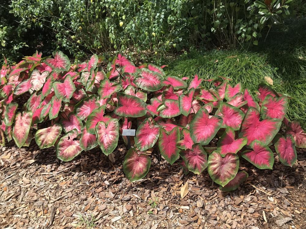 Photo of the entire plant of Fancy-leaf Caladium (Caladium 'Flamingo ...