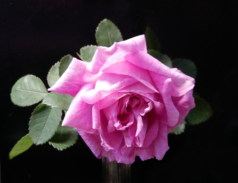 David Austin roses for hot Southern California in the Roses forum ...