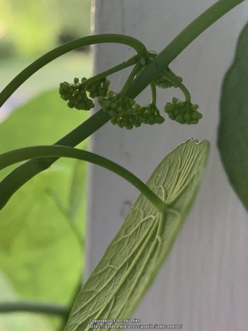 Stephania Sp in the Cactus and Succulents forum - Garden.org