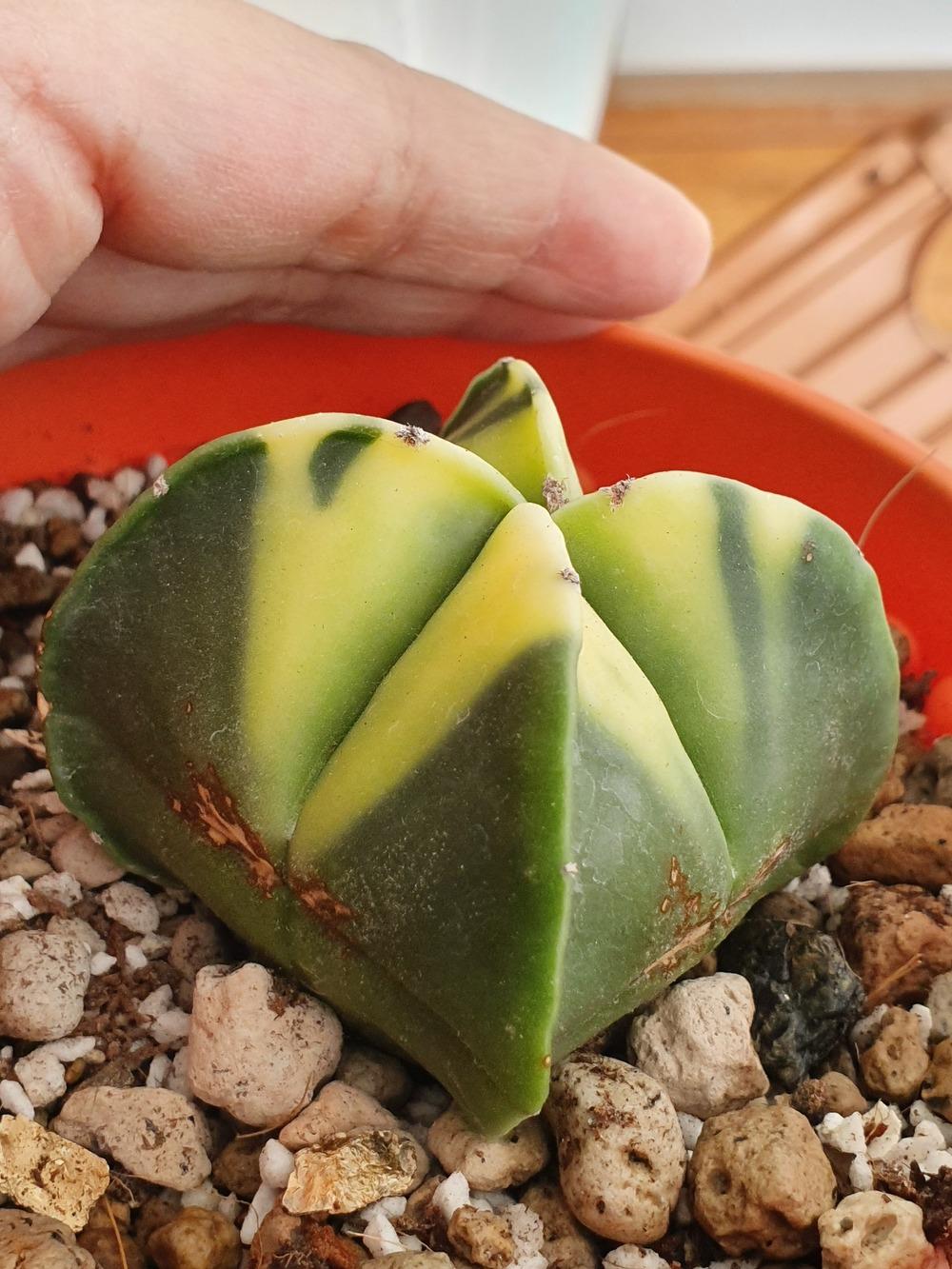 What Happened to my Bishop's Cap? in the Cactus and Succulents forum ...