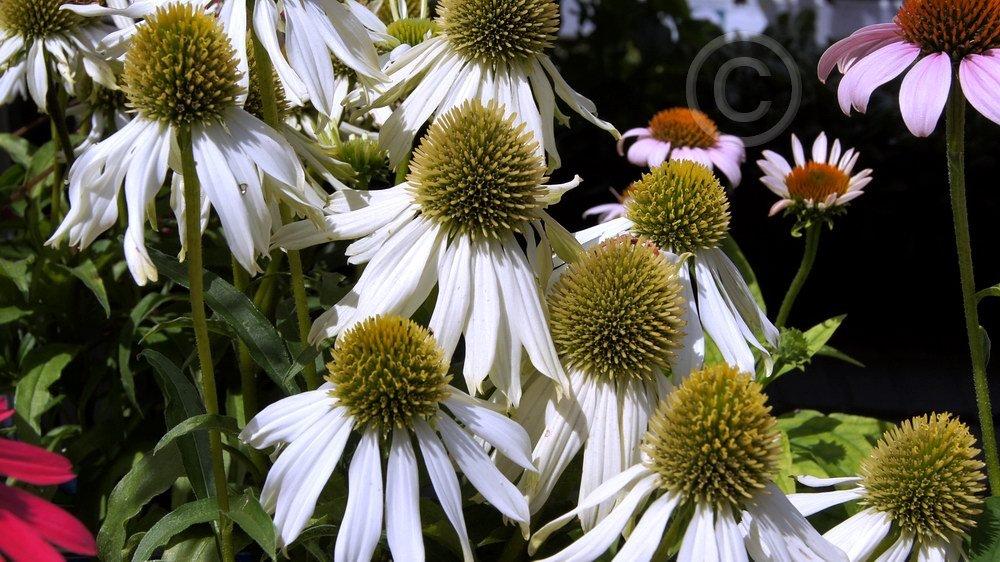 Coneflower (Echinacea 'Snow Cone') in the Coneflowers Database - Garden.org