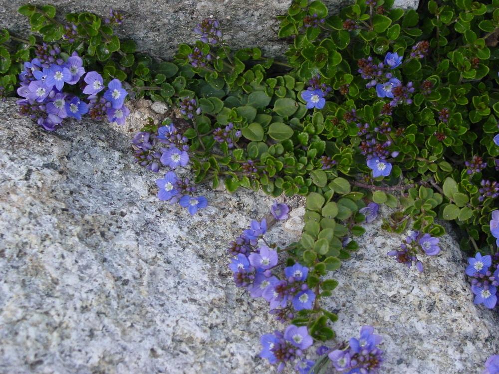 Speedwell (Veronica 'Blue Reflection') in the Veronicas Database ...