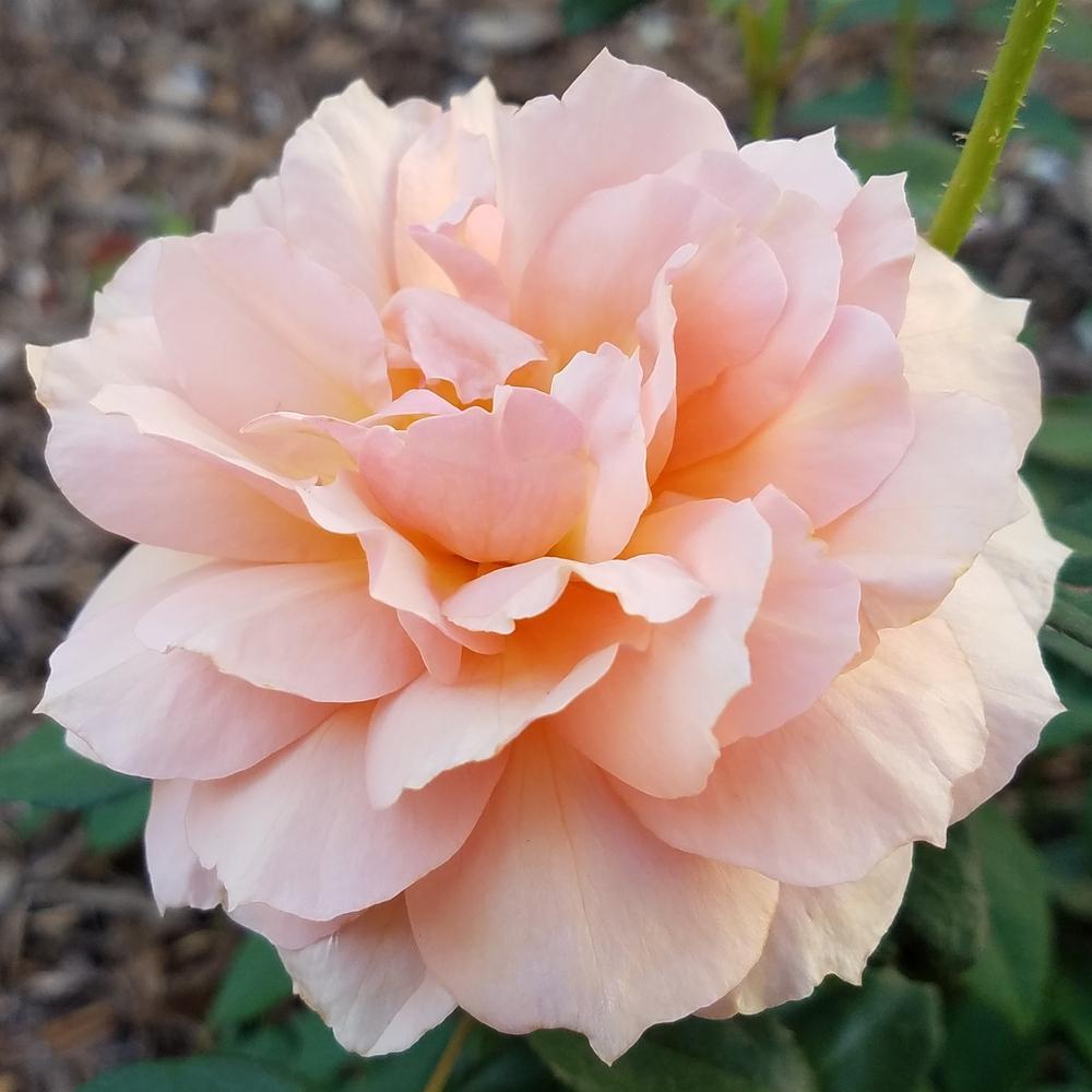 Photo of the bloom of Rose (Rosa 'Soul Sister') posted by OrganicJen ...