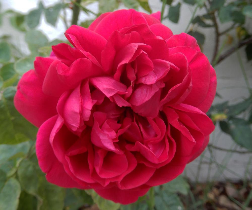 David Austin roses for hot Southern California in the Roses forum ...