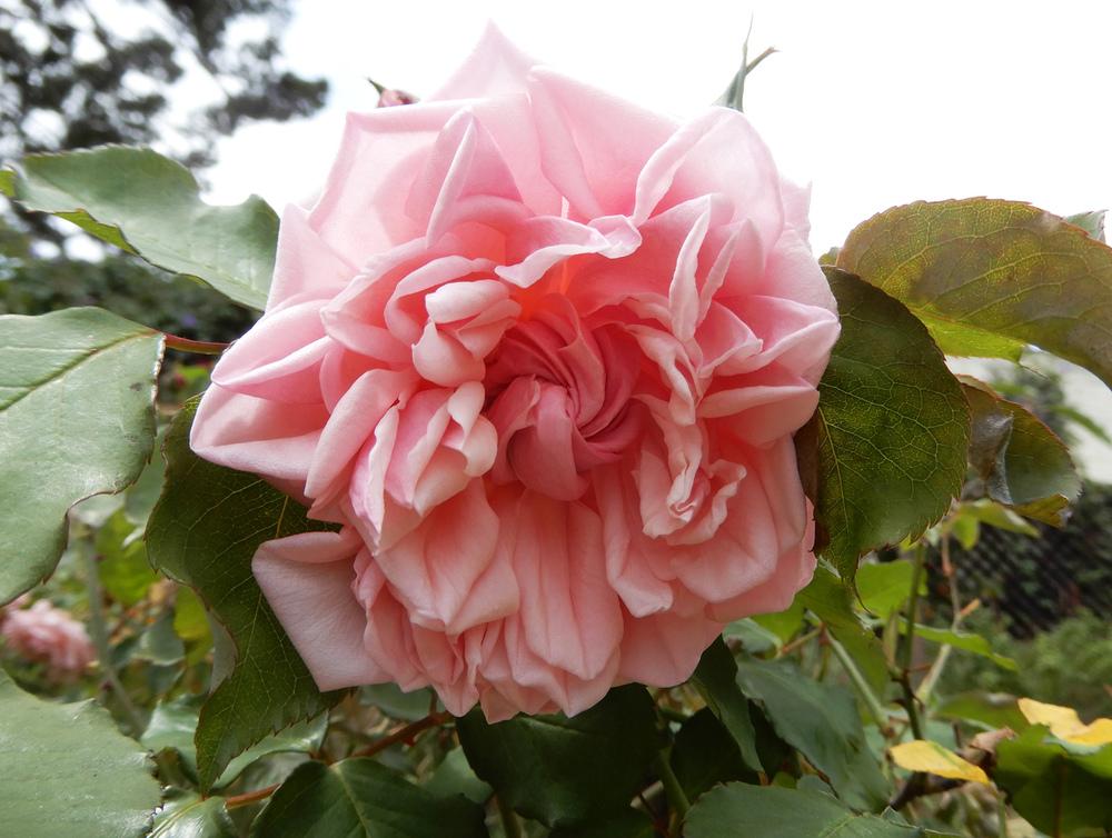 David Austin roses for hot Southern California in the Roses forum ...