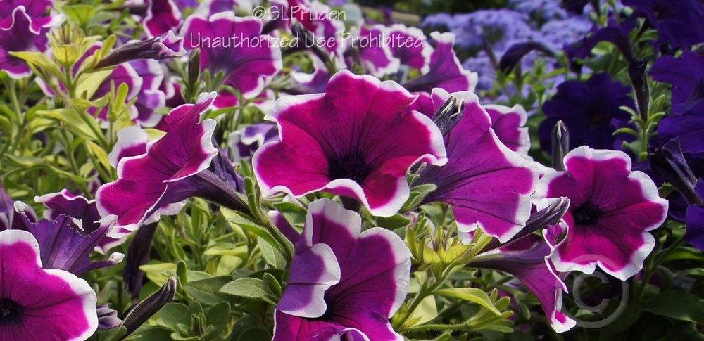 Milliflora Spreading/Trailing Petunia (Petunia Rhythm and Blues™) in ...