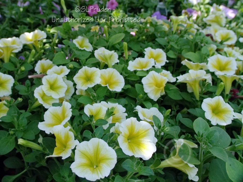 Milliflora Petunia (Petunia Supertunia® Citrus) in the Petunias ...