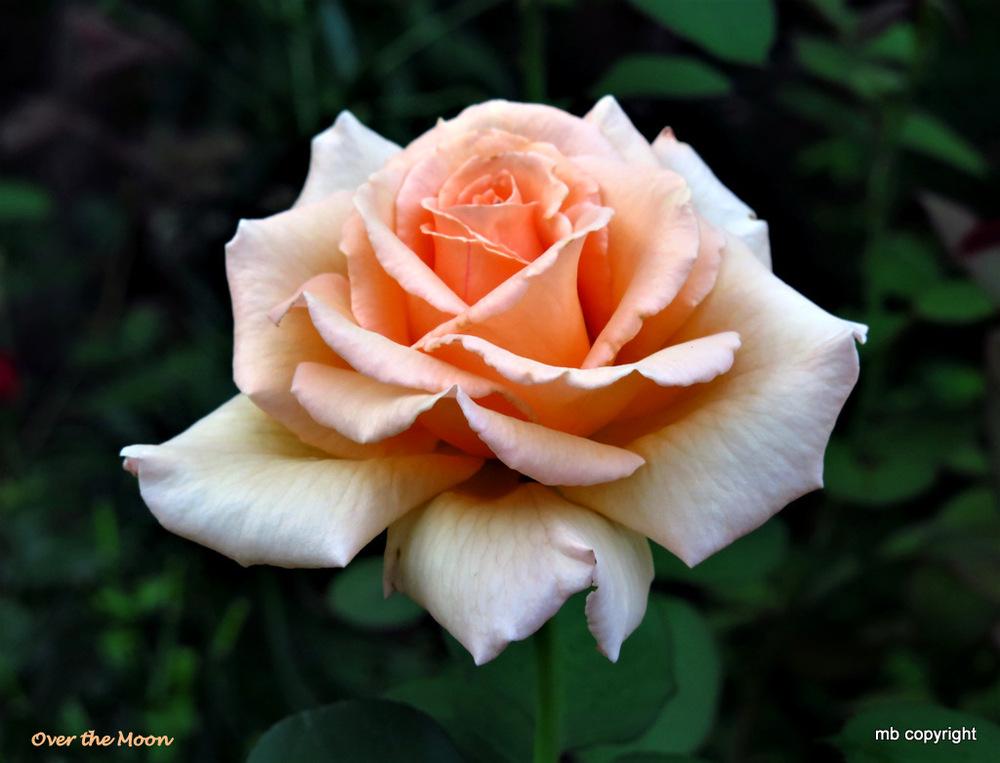 Rose (Rosa 'Over the Moon') in the Roses Database - Garden.org