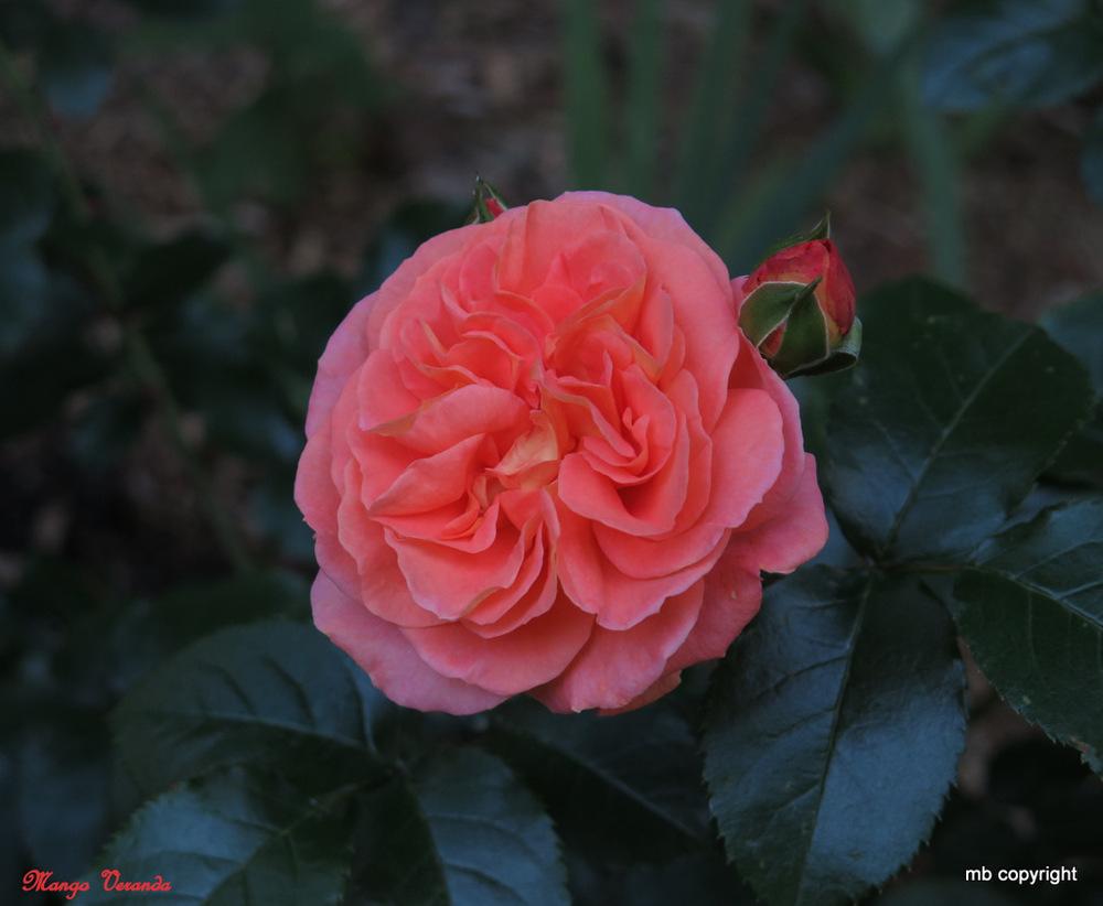 Photo of the bloom of Rose (Rosa 'Mango Veranda') posted by MargieNY ...