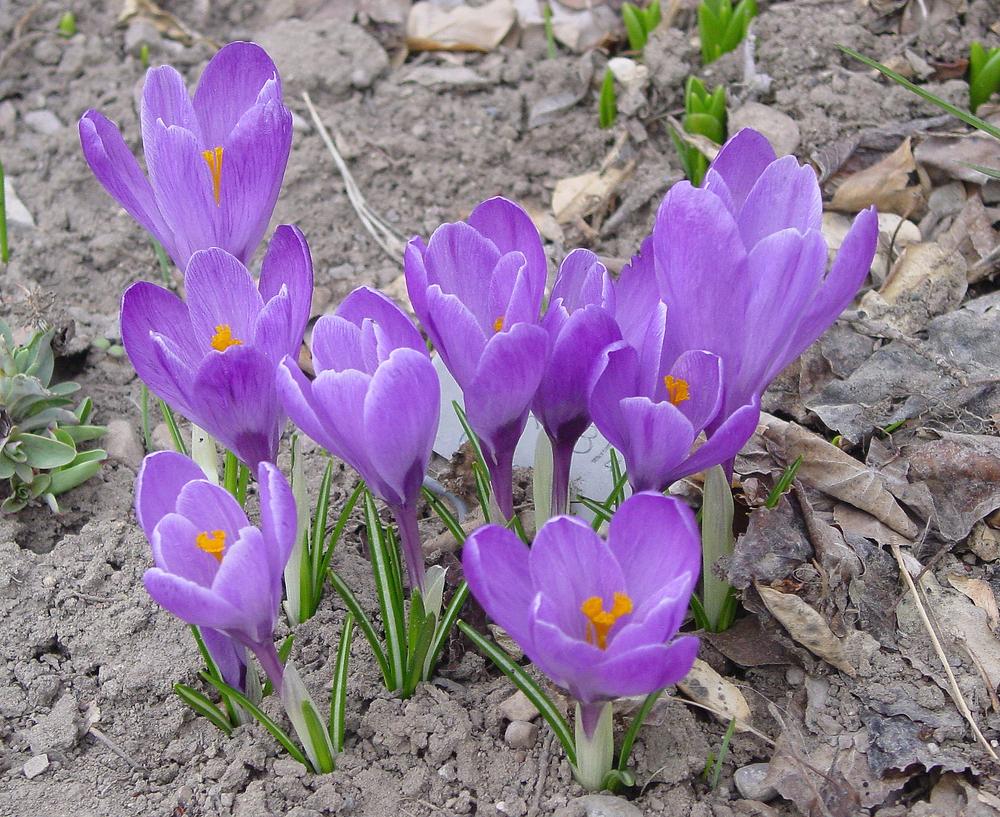 Photo of the entire plant of Crocus (Crocus vernus 'Remembrance ...