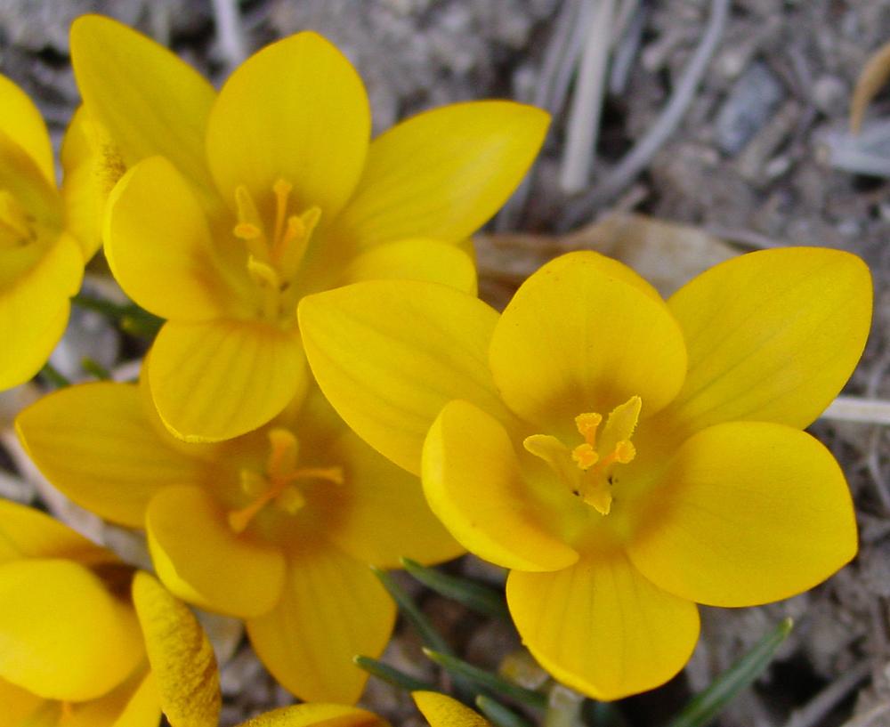 Snow Crocus (Crocus chrysanthus 'Dorothy') in the Crocus Database ...
