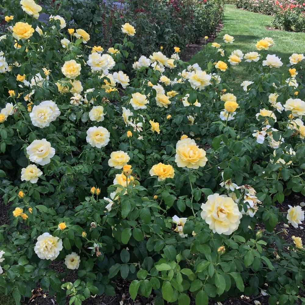 Photo of the entire plant of Rose (Rosa 'Happy Go Lucky') posted by ...