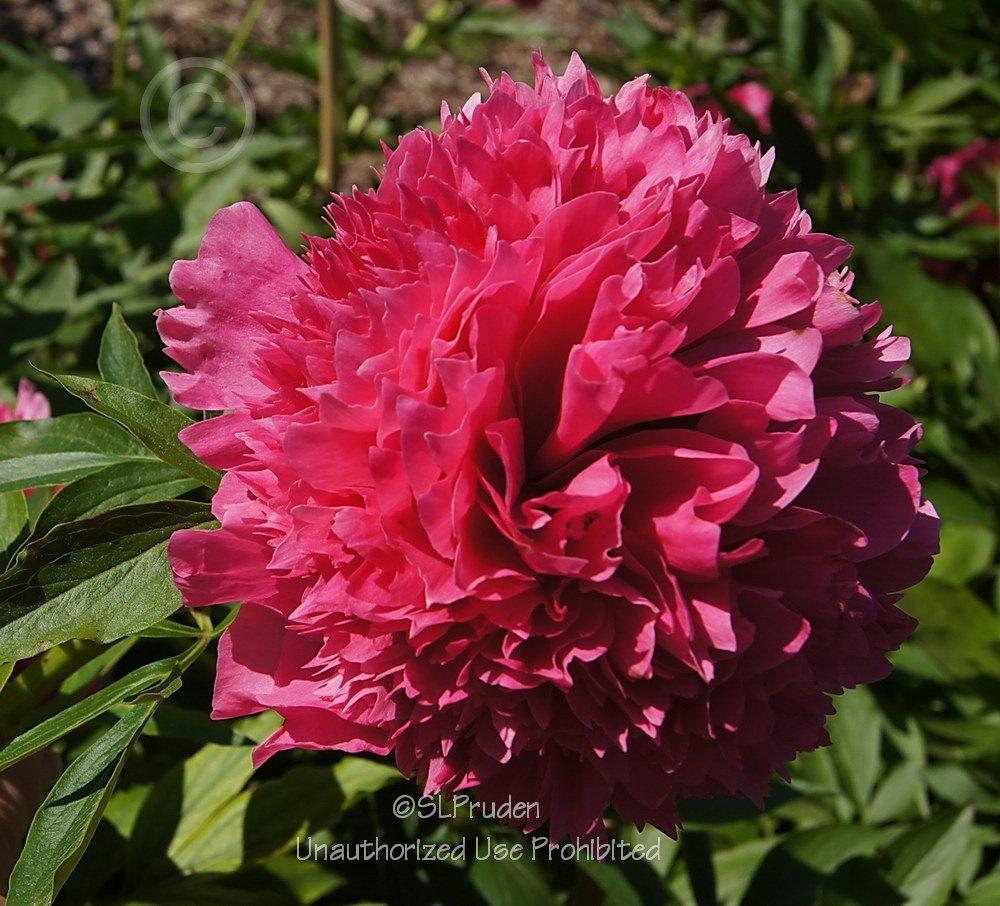 Photo of the bloom of Peony (Paeonia 'Angelo Cobb Freeborn') posted by ...