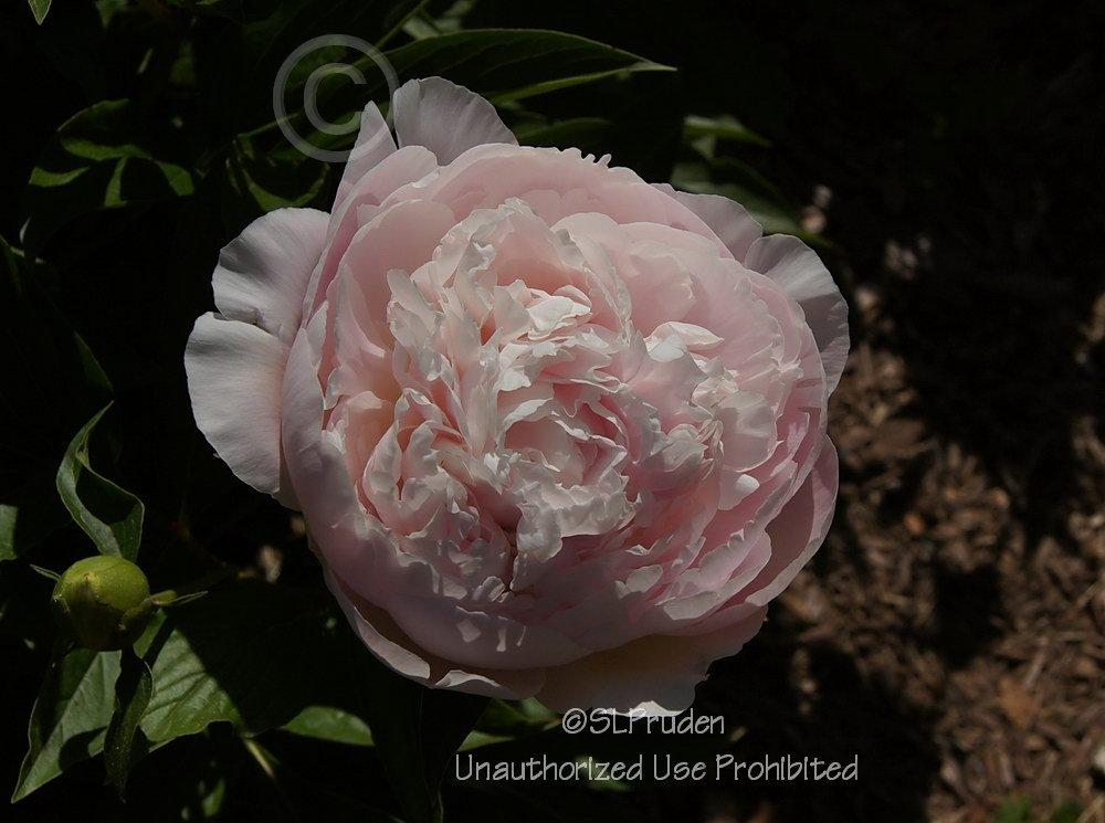 Photo of the bloom of Peony (Paeonia lactiflora 'Moonstone') posted by ...