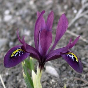 Reticulated Iris (Iris 'George') in the Irises Database - Garden.org