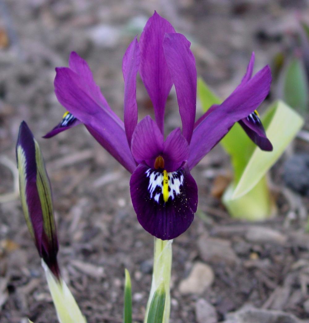Photo of the bloom of Reticulated Iris (Iris 'George') posted by ...