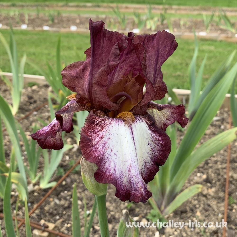 Photo of the bloom of Tall Bearded Iris (Iris 'Etched Burgundy') posted by jeffa - Garden.org