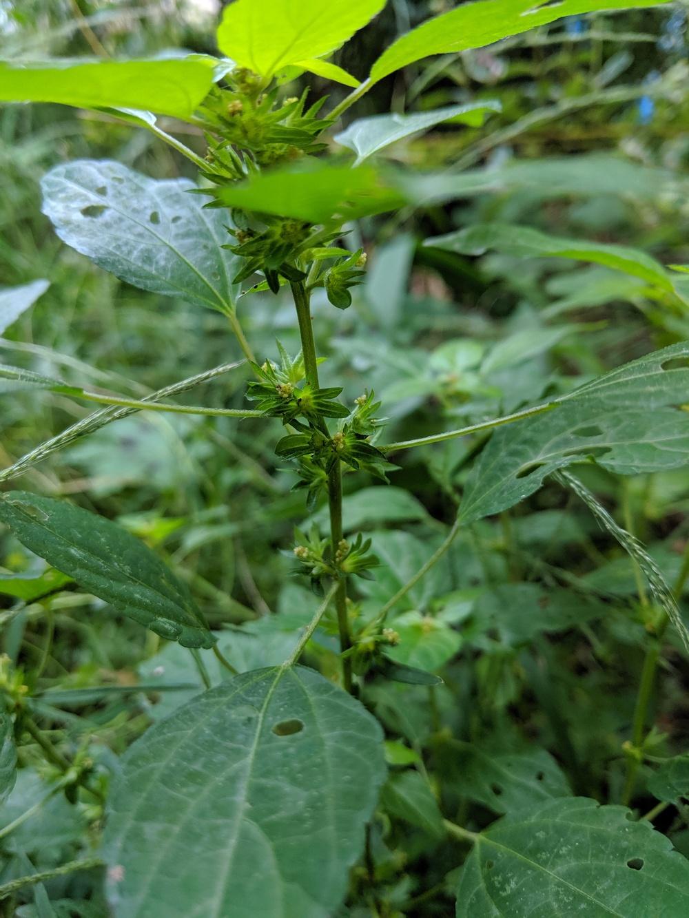 Noxious weed ID in the Plant ID forum - Garden.org
