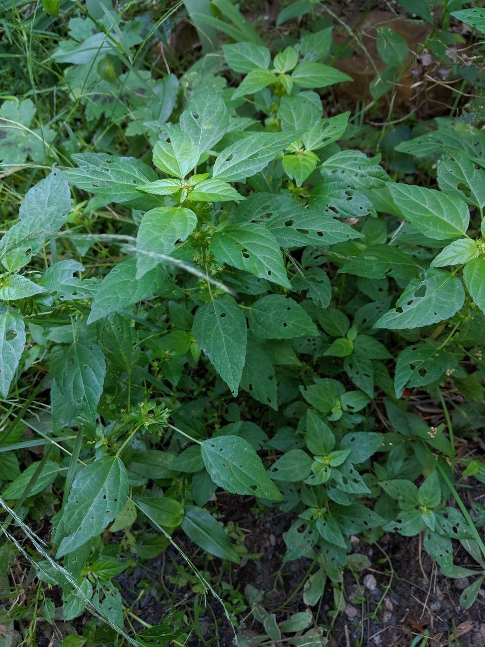 Noxious weed ID in the Plant ID forum - Garden.org