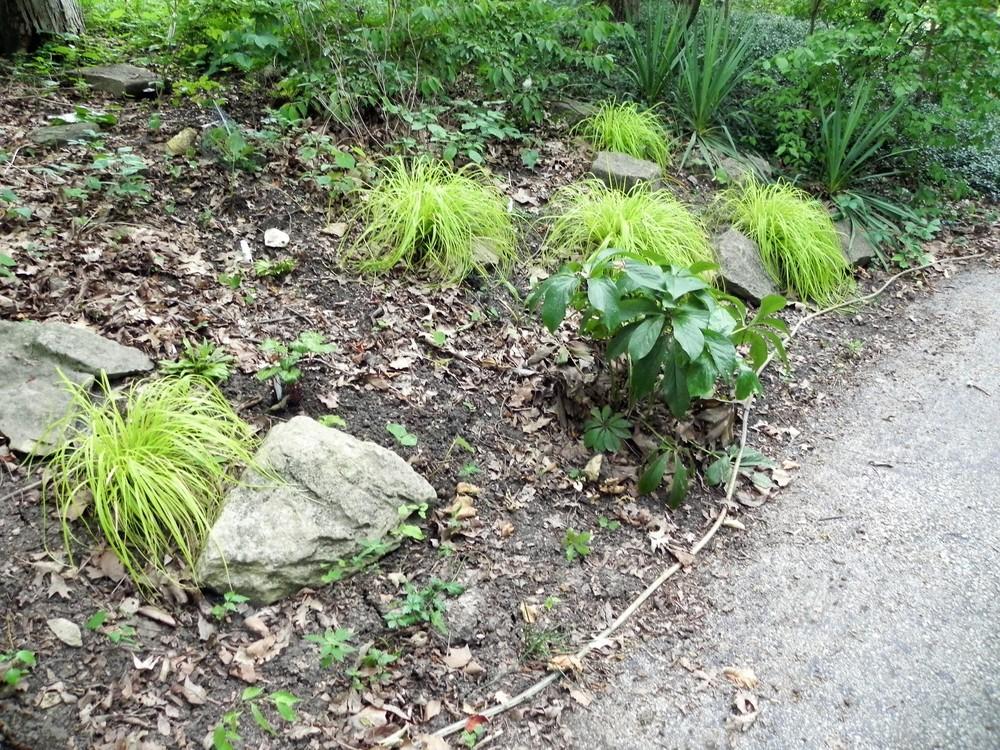 Photo of the entire plant of Sedge (Carex oshimensis EverColor ...