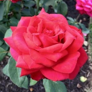 Rose (Rosa 'Christian Dior') in the Roses Database - Garden.org