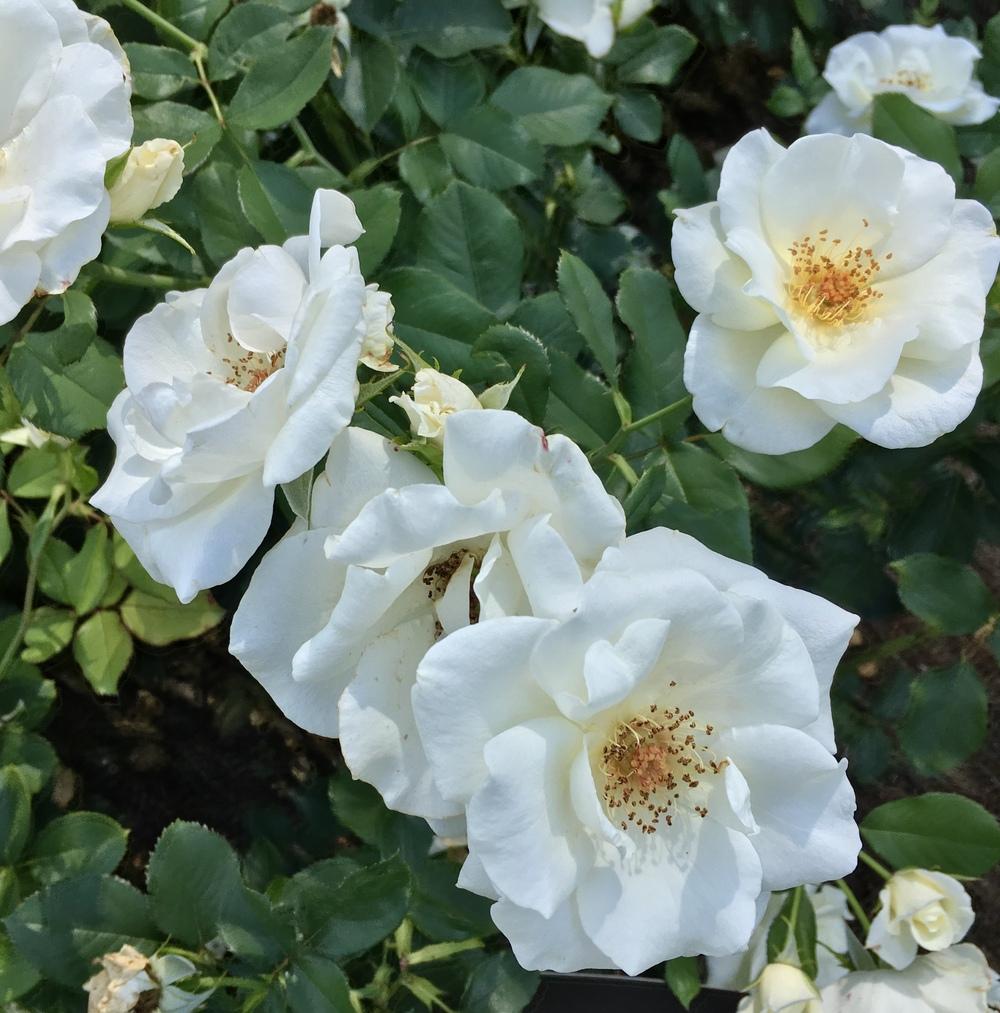 Rose (Rosa 'Class Act') in the Roses Database - Garden.org