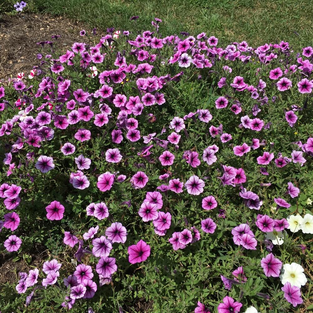 Multiflora Spreading/Trailing Petunia (Petunia Opera Supreme™ Purple ...