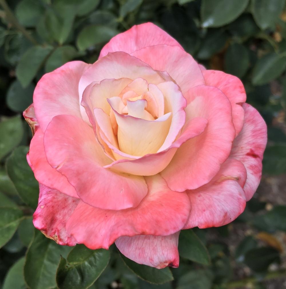 Photo of the bloom of Rose (Rosa 'Secret') posted by csandt - Garden.org