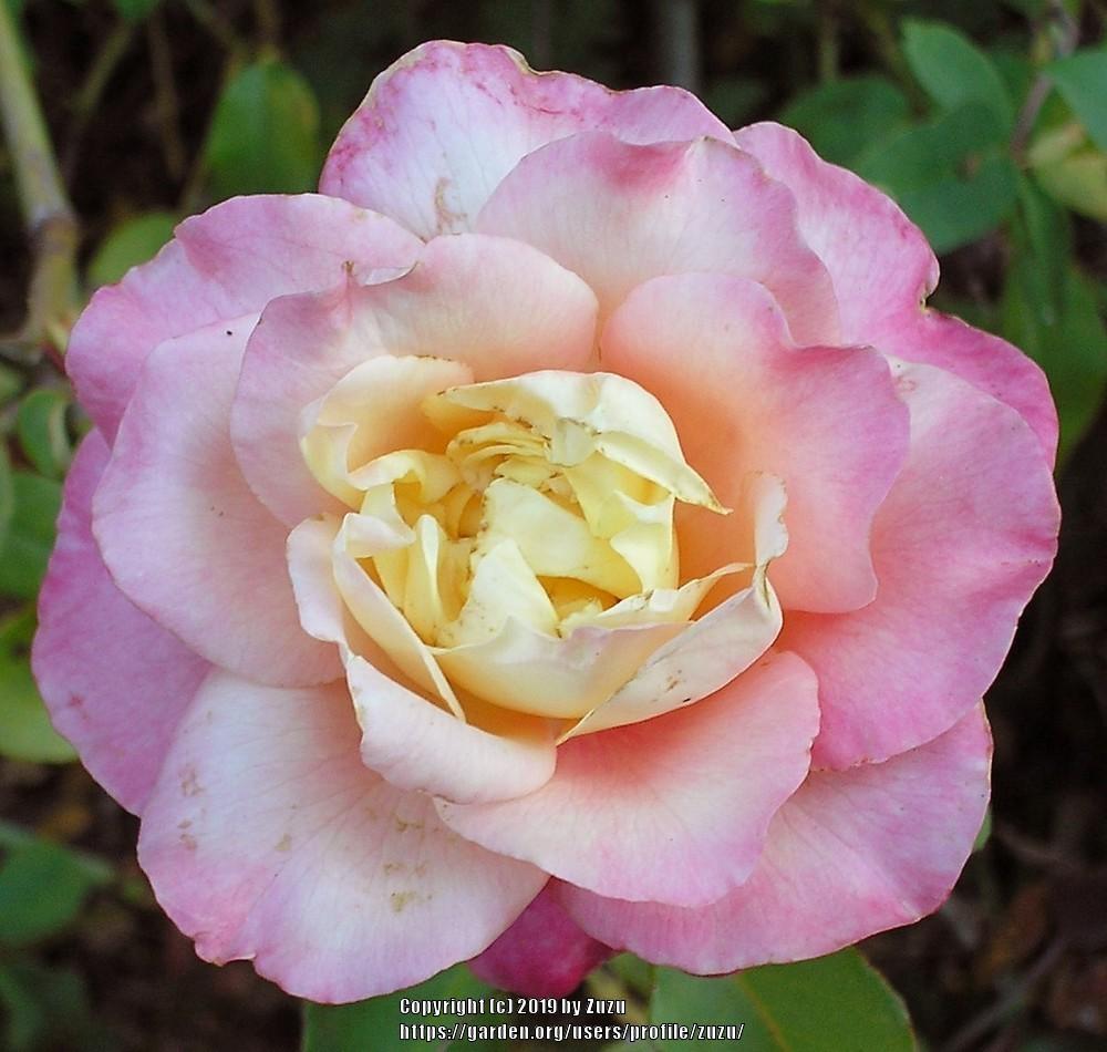 Tea Rose (Rosa 'Rosette Delizy') in the Roses Database - Garden.org