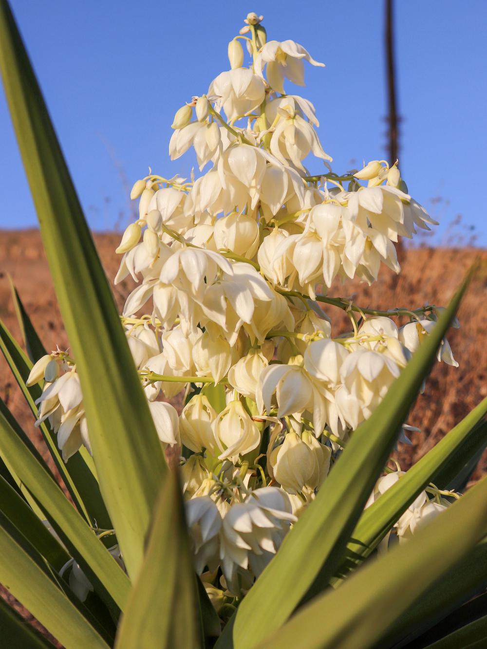 Photo of the bloom of Spanish Dagger (Yucca gloriosa) posted by Baja ...