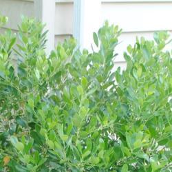 Inkberry (Ilex glabra 'Densa') in the Ilex Database - Garden.org