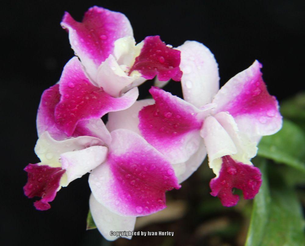 Orchid (Cattleya Purple Cascade 'Shiang Beauty') - Garden.org
