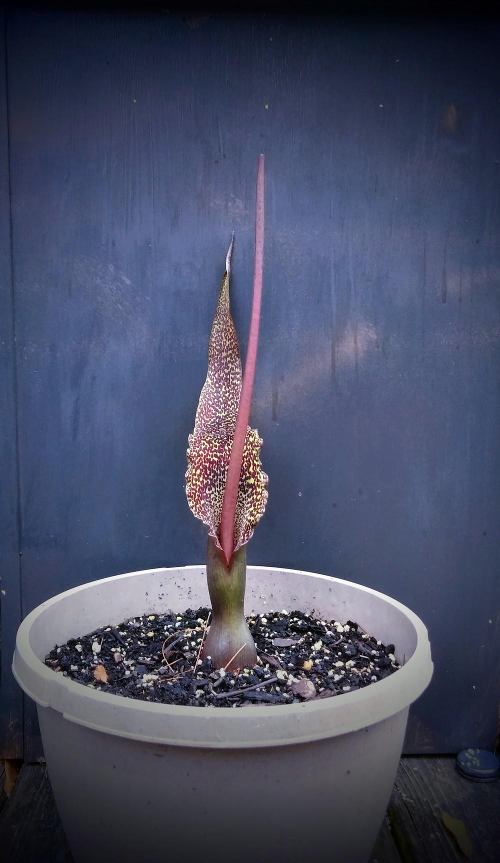 Photo of the bloom of Voodoo Lily (Sauromatum venosum 'Indian Giant ...