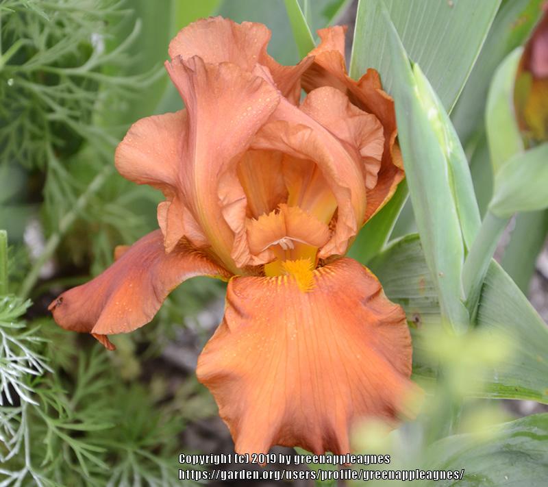 Tall Bearded Iris (Iris 'Copper Mountain') in the Irises Database ...