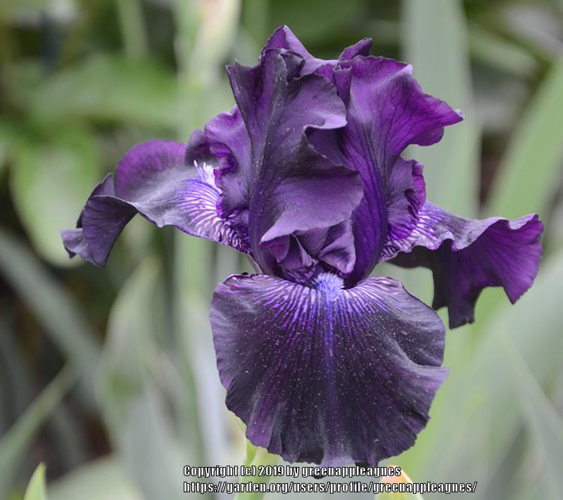 Tall Bearded Iris (Iris 'Grape Harvest') in the Irises Database ...