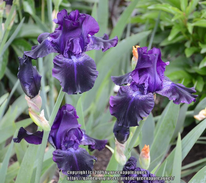 Photo of the bloom of Tall Bearded Iris (Iris 'Grape Harvest') posted ...