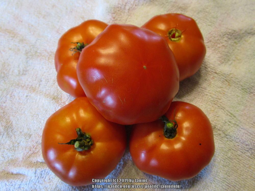 Tomato (Solanum lycopersicum 'Pierette') in the Tomatoes Database ...