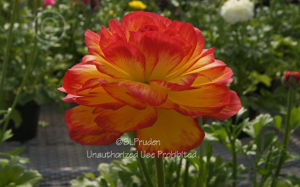 Persian Buttercup (Ranunculus subtilis 'Bloomingdale Mix') - Garden.org