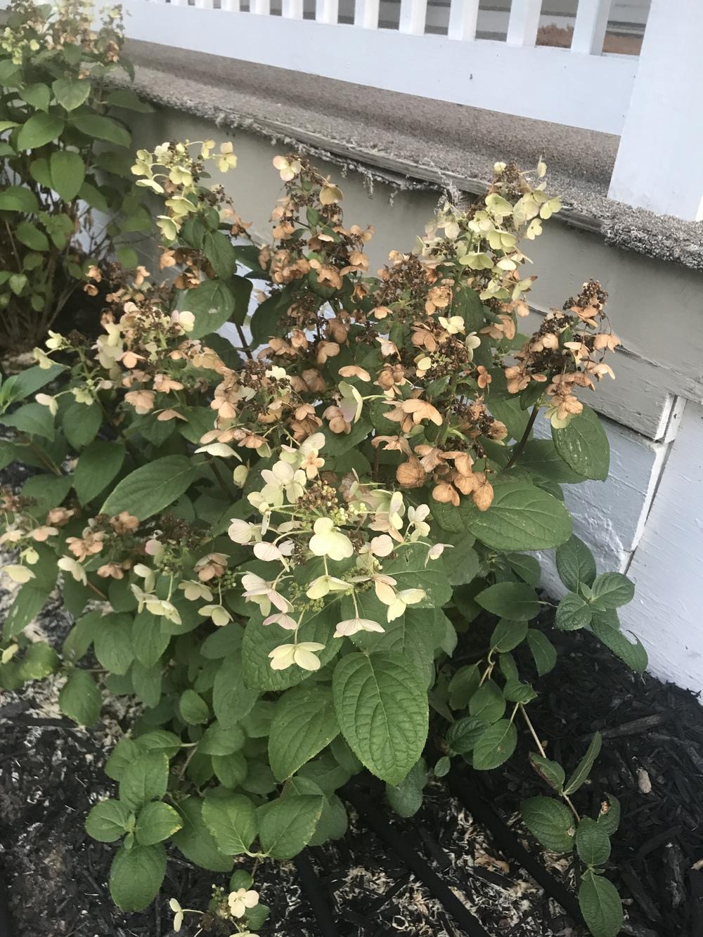 Quickfire Hydrangeas Help In The Ask A Question Forum 9649