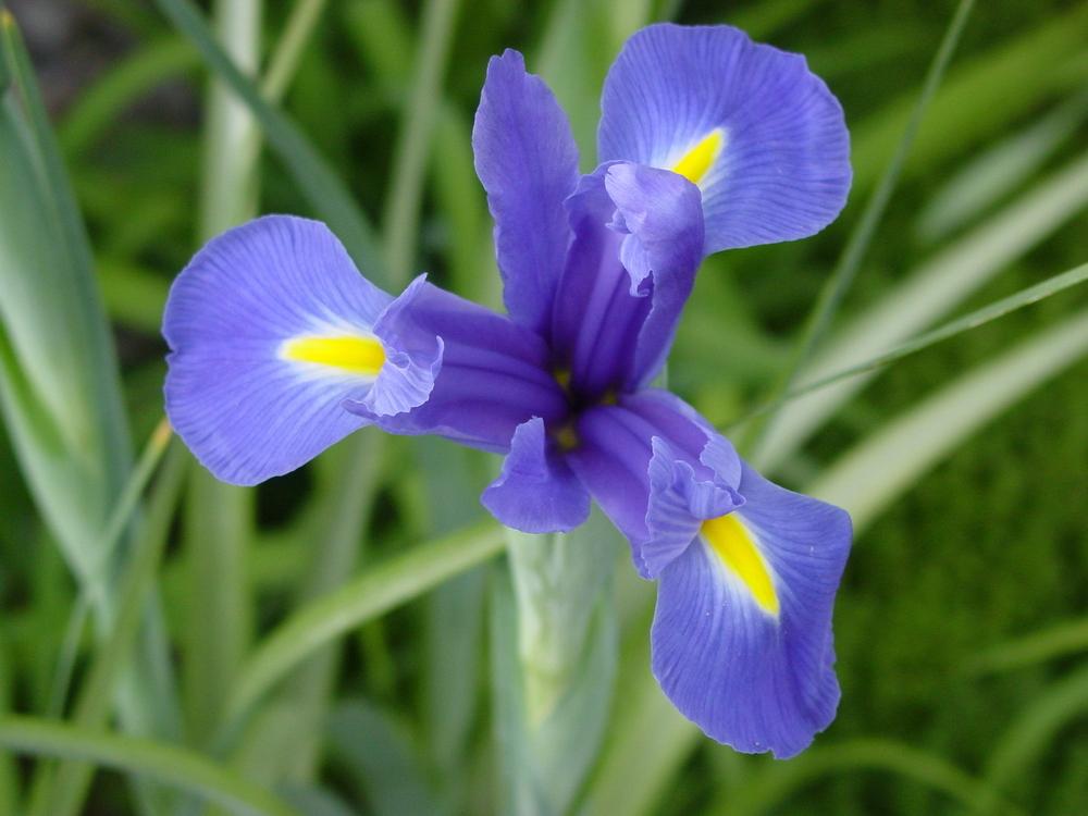 Dutch Iris (Iris x hollandica 'Sapphire Beauty') in the Irises Database ...