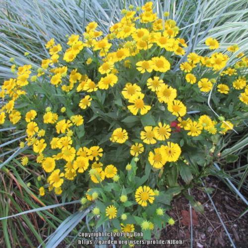 Sneezeweed (Helenium autumnale Mariachi™ Sombrero) - Garden.org